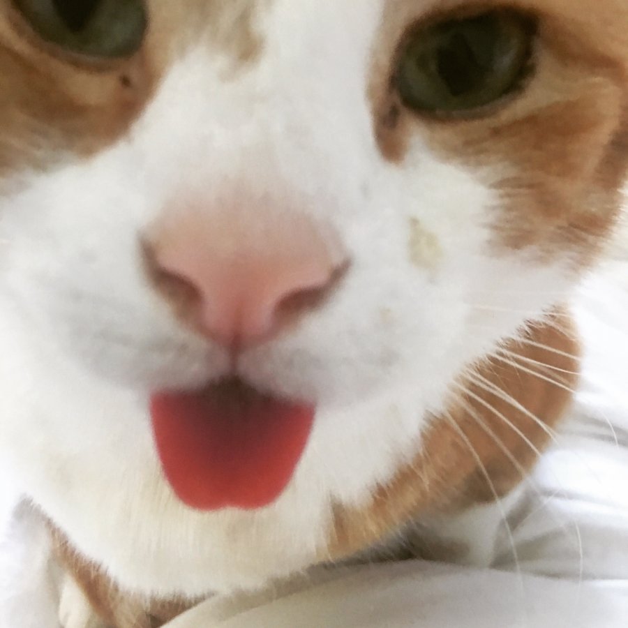 Cat of the Day - 26th April 2020 - Charlie Cat