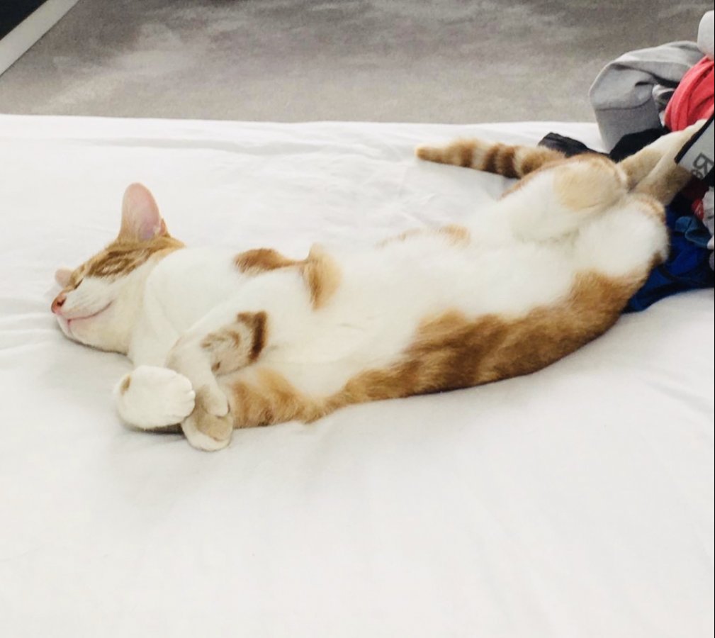 Cat of the Day - 20th May 2020 - Fanta Cat of the Day - 20th May 2020 - Fanta