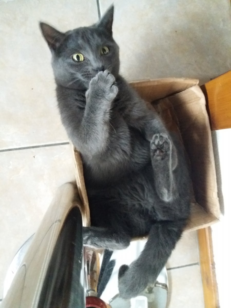 Cat of the Day - 28th June 2020 - Bobbi