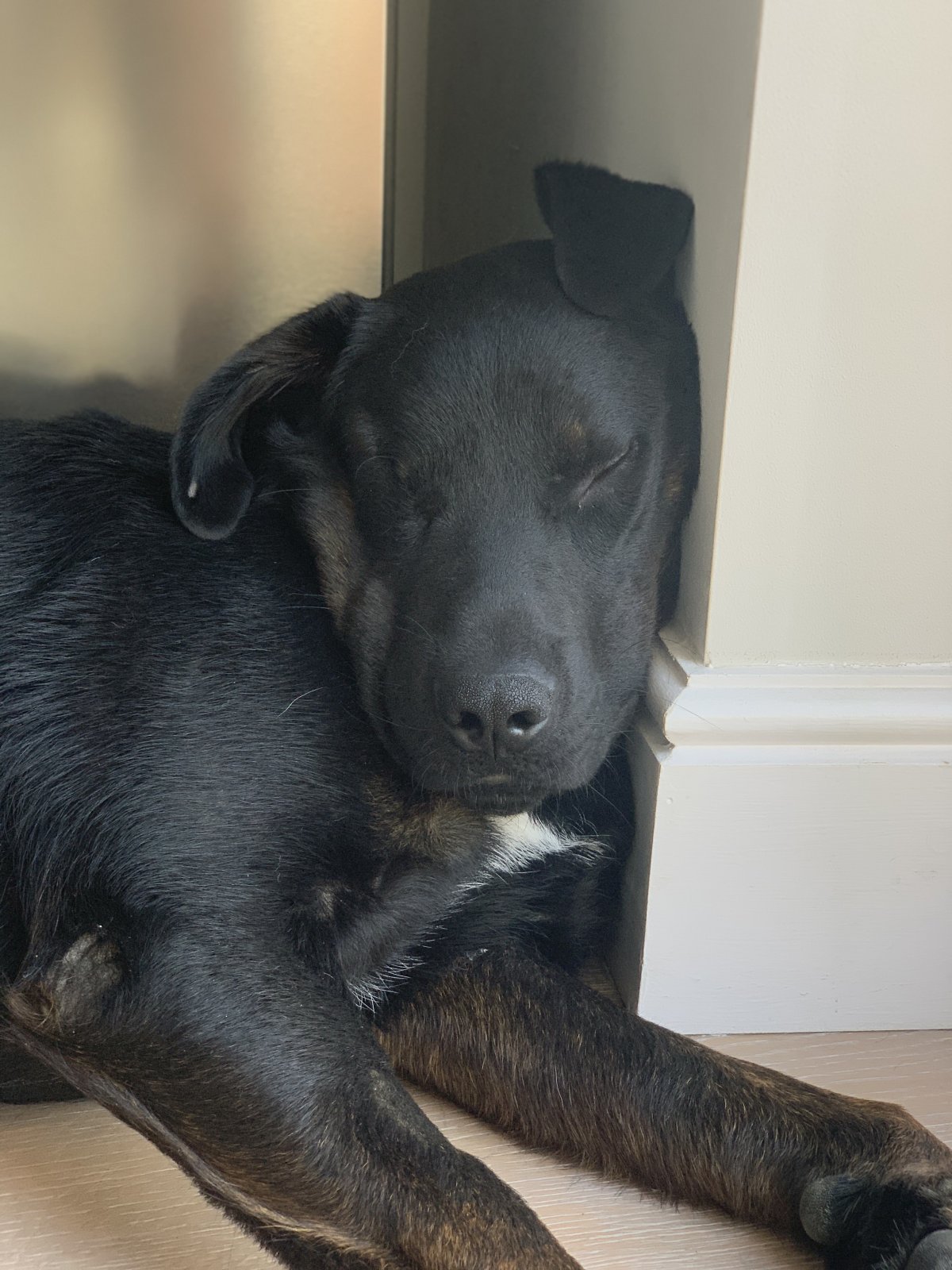 Pet of the Day - 6th May 2021 - Dylan our new rescue street dog